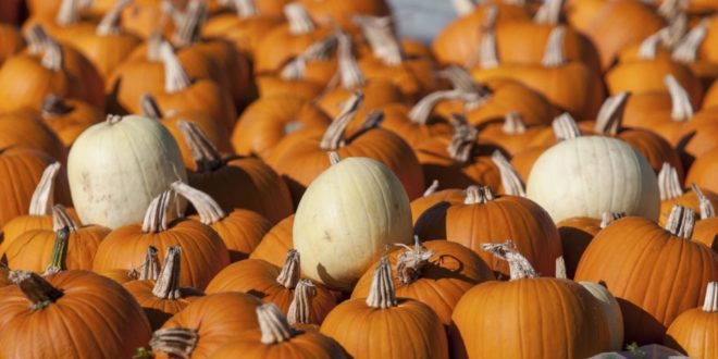 Waitrose prepares for Halloween – Housewares